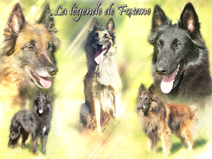 Accueil - Elevage De La Légende De Foxane - eleveur de chiens Berger Belge